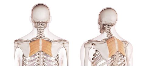 Anatomia Spalla Fatta E Come Funziona Project Invictus