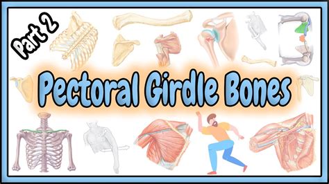 Pectoral Girdle Bones Shoulder Girdle Appendicular Skeletal