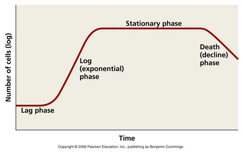BtB 9 Bacterial Growth Curve