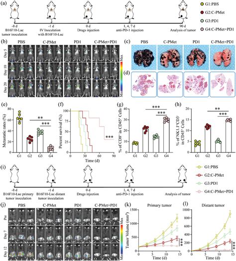 In Vivo Antitumor Activity Of CPMetmediated Immunometabolic Therapy