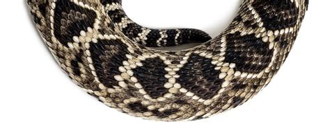 Crotalus Atrox Western Diamondback Cascabel O Texas Diamond Back