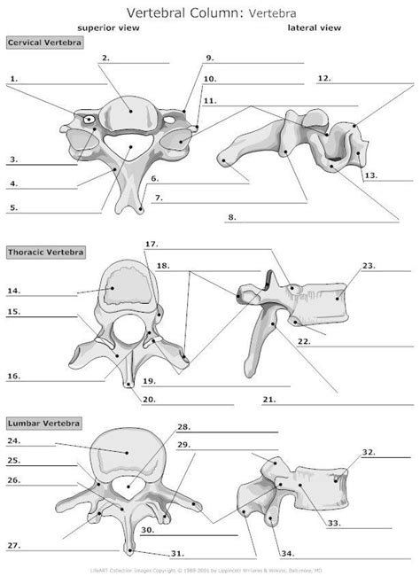 Printable Anatomy Worksheets For College Printable Templates