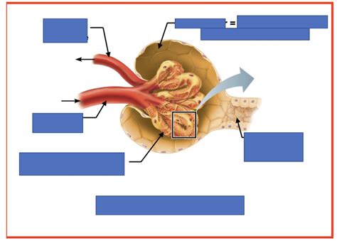 Anatomy Lab Kidney Slide Diagram Quizlet