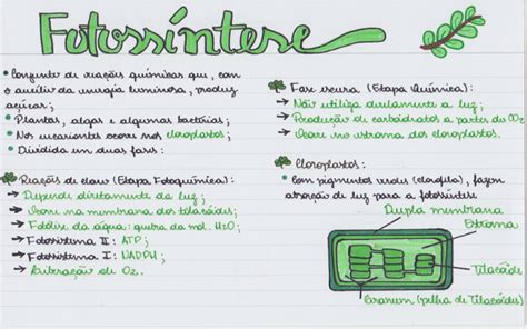 Resumo sobre Fotossíntese Biologia Estuda ENEM