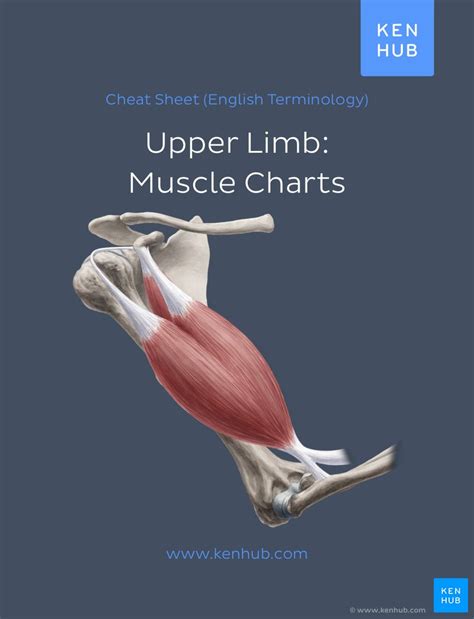Charts Of Muscles Of The Upper Extremity