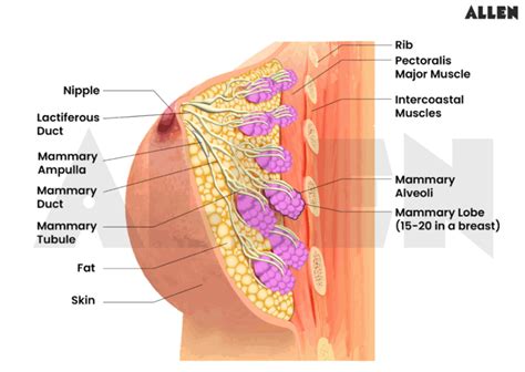 Mammary Glands Diagram Structure Histology