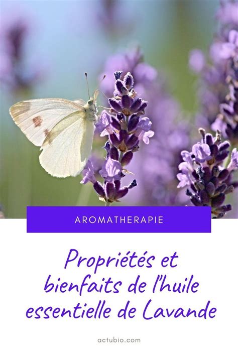 Bienfaits et propriétés de l huile essentielle de lavande un