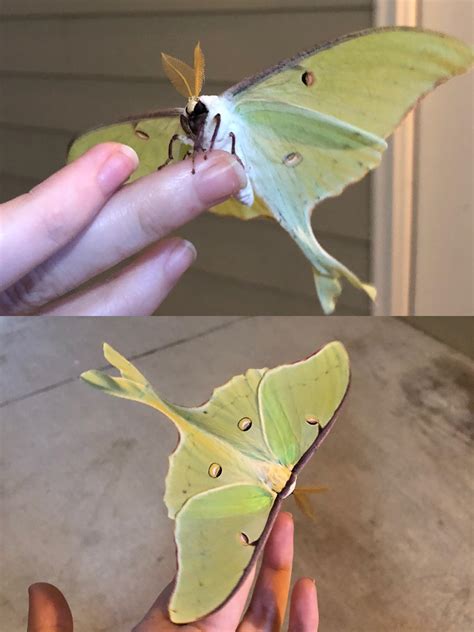 Facts About The Luna Moth