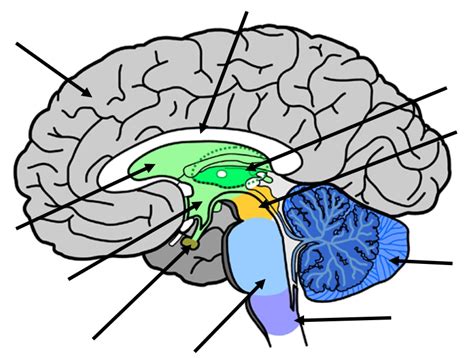 Inner Brain Diagram Quizlet
