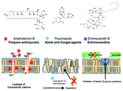The Major Classes Of Antifungal Drugs Used In The Clinic And Their