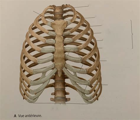 Squelette Thoracique Ost Ologie Diagram Quizlet