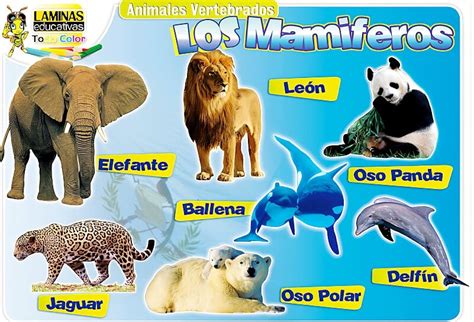Clasificaci N De Los Mam Feros