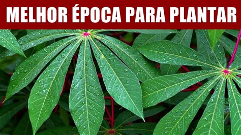 QUAL A MELHOR ÉPOCA PARA PLANTAR MANDIOCA YouTube