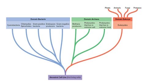 Chapter 4 Bacteria And Archaea Assignment Flashcards Quizlet