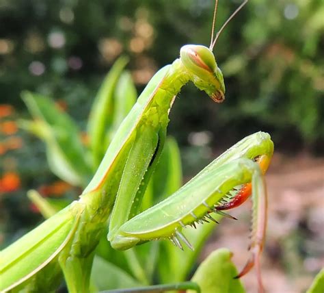 Mantis Religiosa Qué Es Características Habitat Tipos Y Más