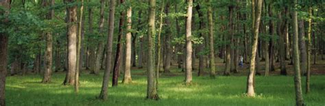 La forêt Ville de Vendôme Site officiel