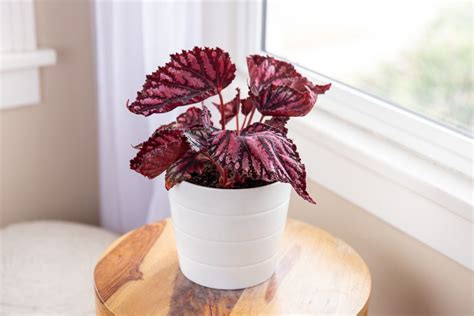 Rex Begonias Plant Care Growing Guide