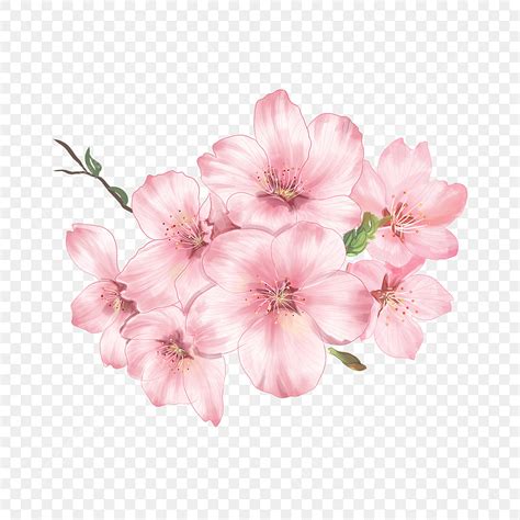 Sakura Watercolor PNG Transparent Watercolor Pink Sakura Flower