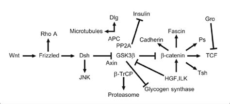 Schematic Representation Of The Canonical Wnt Catenin Signalling