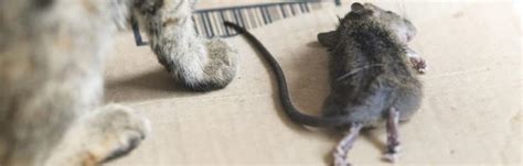 Comment Se D Barrasser Des Rats Dans Une Maison Mesnuisibles