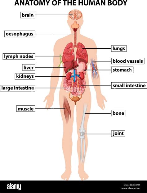 Schéma de l anatomie du corps humain illustration Image Vectorielle