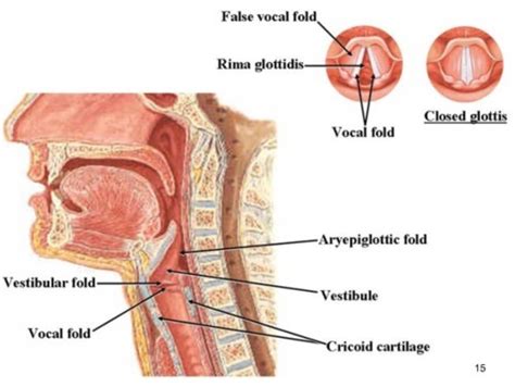 Pharynx And Larynx Flashcards Quizlet