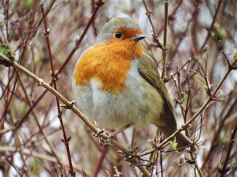 Ce Week End Participez Au Comptage National Des Oiseaux Des Jardins