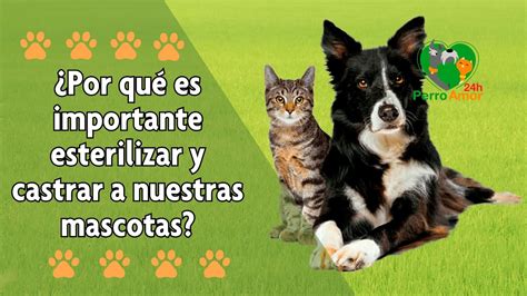 Por qué es importante esterilizar y castrar a nuestras mascotas YouTube