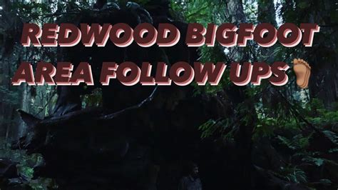Redwood Bigfoot Area Follow Ups YouTube
