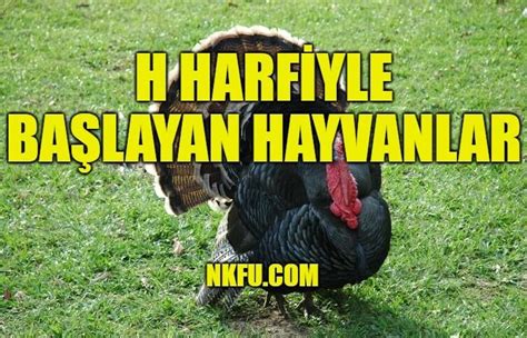O Harfi Hayvan Kedi Hayvanlar Blog