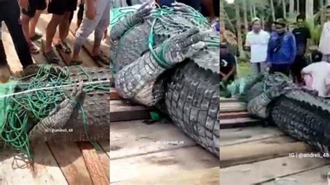 Viral Buaya Meter Muncul Di Tempat Wisata Kalimantan Timur