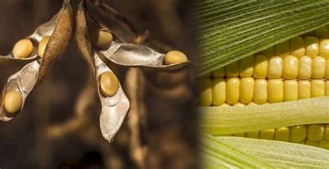 USDA eleva projeções de safras 2022 23 de soja e milho do Brasil