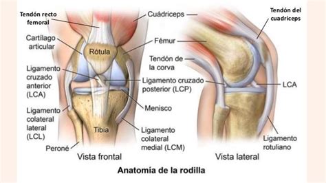 Rotura Del Ligamento Cruzado Anterior De Rodilla Centro De
