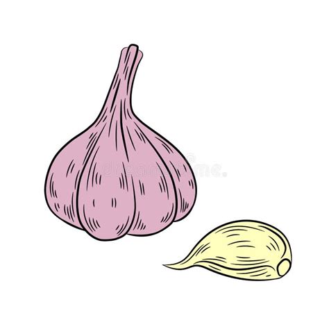 Dibujo Del Ajo Aislado En El Fondo Blanco Ilustración del Vector