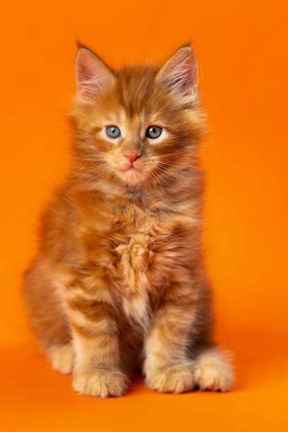 Orange Maine Coon Cats As Serene As A Sunrise Art Resources