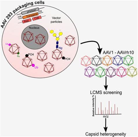 Post Translational Modifications In Capsid Proteins Of Recombinant