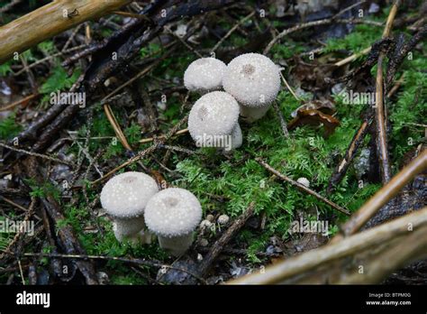 Fungi Common Puffball Lycoperdon Perlatum Stock Photo Alamy
