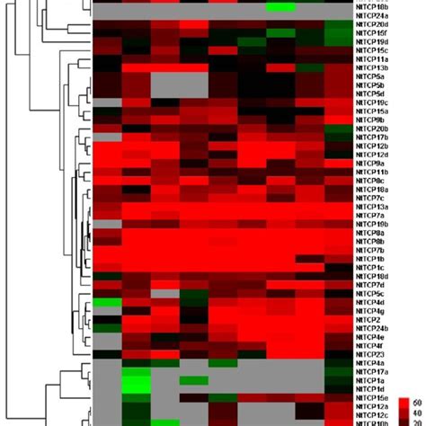 Heat Map Representation Of The Expression Patterns Of NtTCP Genes