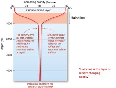 Vertical Distribution Of Salinity In The Ocean