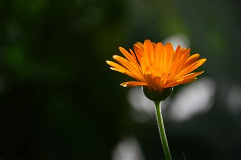 Ringelblume Blume Orangene Kostenloses Foto Auf Pixabay Pixabay