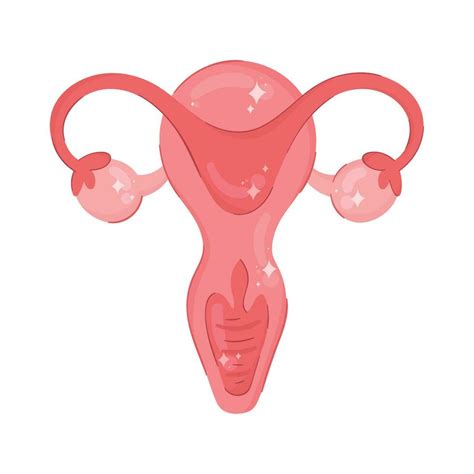 Uterus Feminine Organ Isolated Icon 24490040 Vector Art At Vecteezy