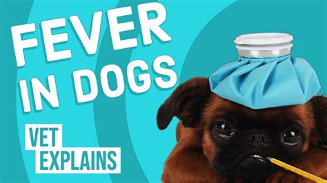 Comprender la fiebre de su perro Causas síntomas y tratamiento