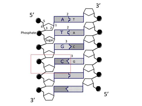 Ppt Chapter Part The Blueprint Of Life From Dna To Protein