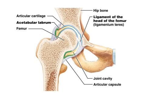 Hip Joint Anterior Diagram Diagram Quizlet