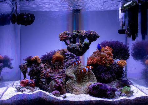 Xellos88 S 12 Gallon Bow Front LPS Soft Coral Nano Reef November