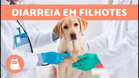 4 REMÉDIOS CASEIROS para a DIARREIA EM CACHORROS FILHOTES Como parar