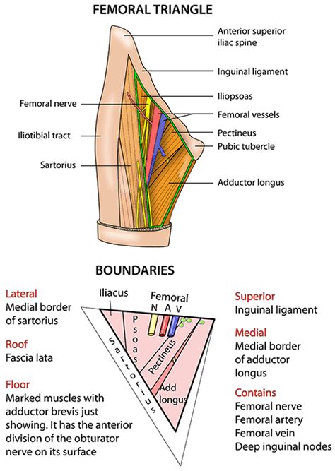 Femoral Canal Boundaries