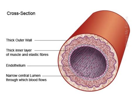 Facts About Arteries Fact File