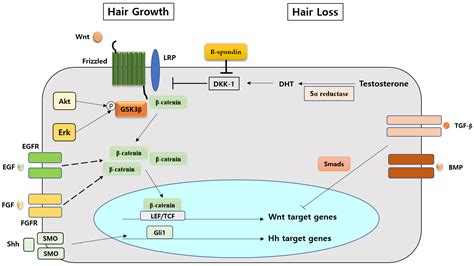 The Molecular Mechanism of Natural Products Activating Wnt β Catenin