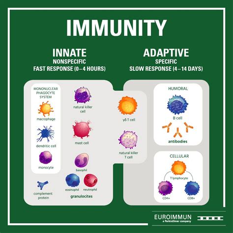 Does Wine Reduce Immune System At Judith Cook Blog